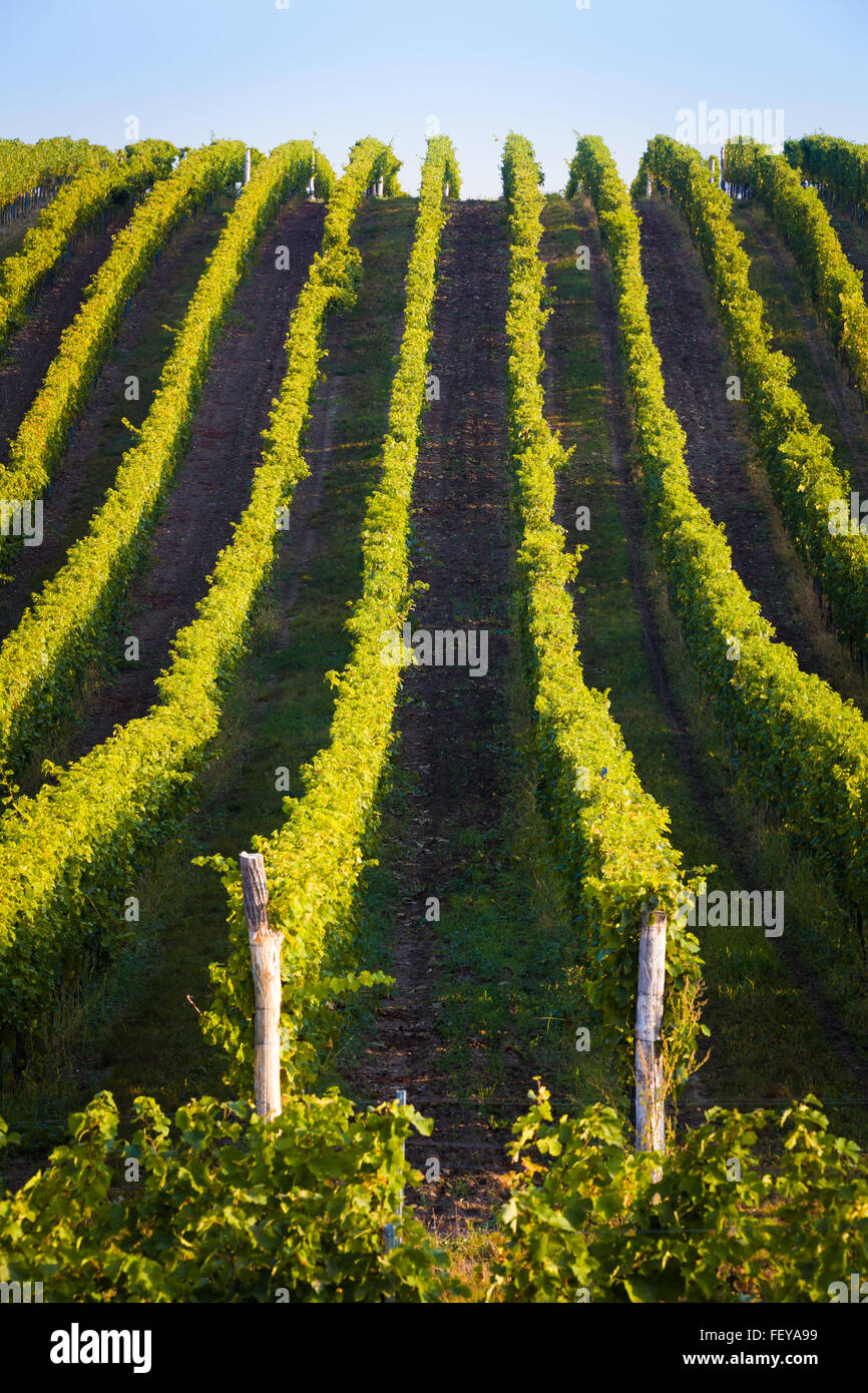 Vertical wave lines hi-res stock photography and images - Alamy