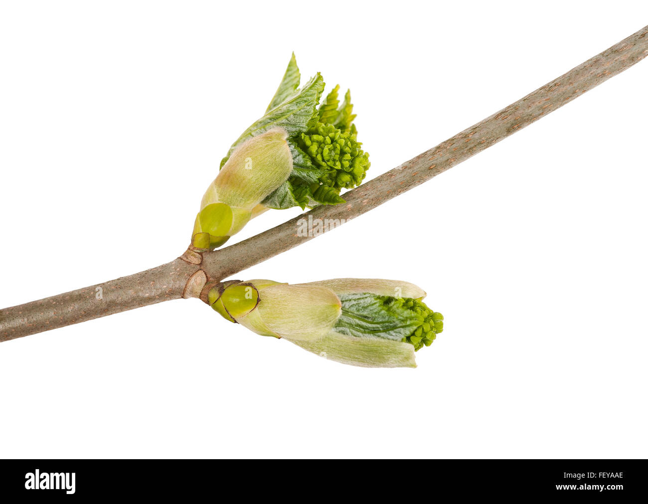 Spring leaves buds on Cut Out Stock Images & Pictures - Alamy