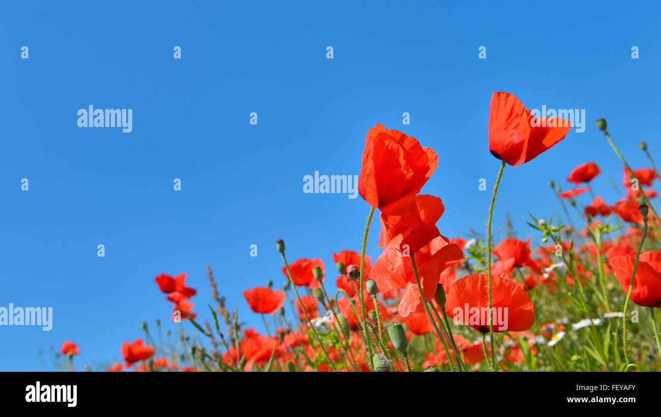 Blue background photo hi-res stock photography and images - Alamy