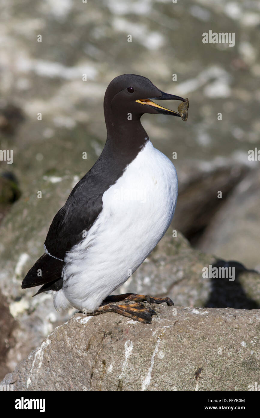Common murre nest hi-res stock photography and images - Alamy