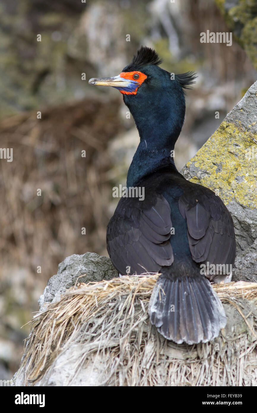 red-faced cormorant which incubates eggs in the colony Stock Photo - Alamy