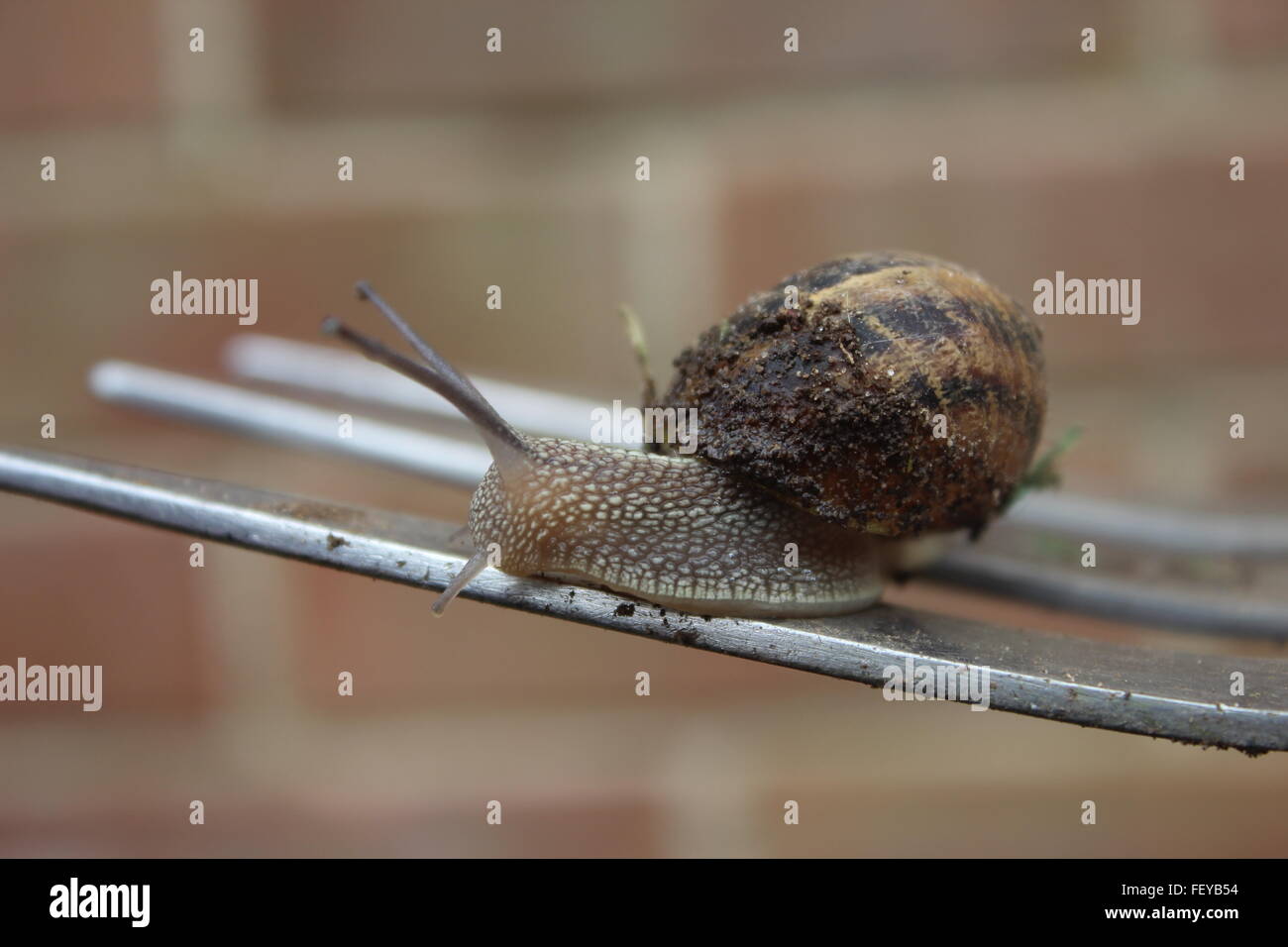 Snail on gardening fork Stock Photo - Alamy