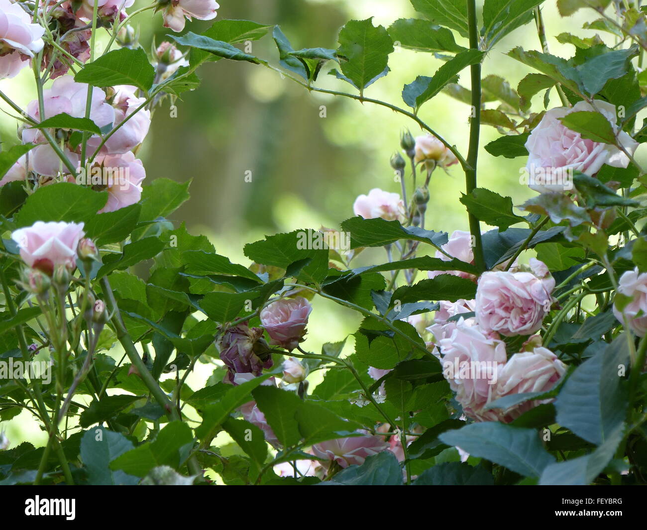 Close up of pink rose on bush hi-res stock photography and images - Alamy