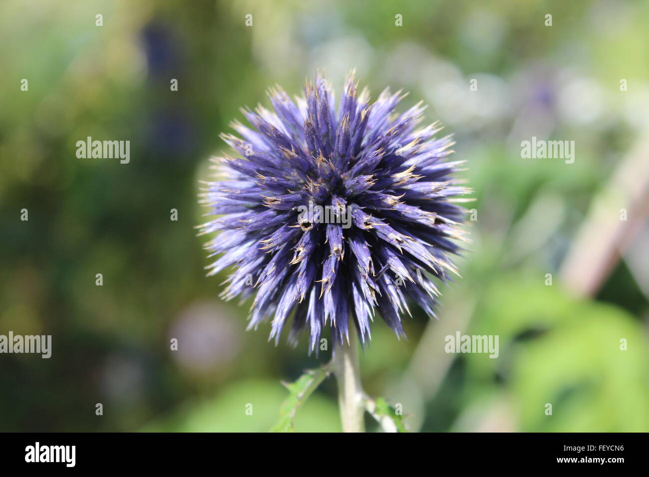 Purple/blue globe thistle spiky echinops flower Stock Photo - Alamy