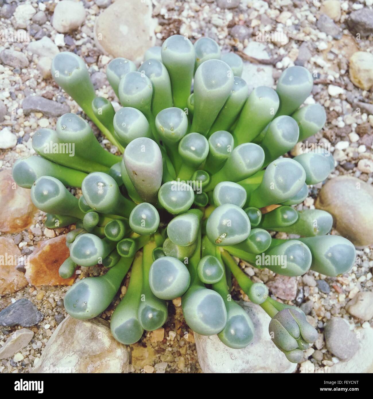 Jade Plant High Resolution Stock Photography and Images - Alamy