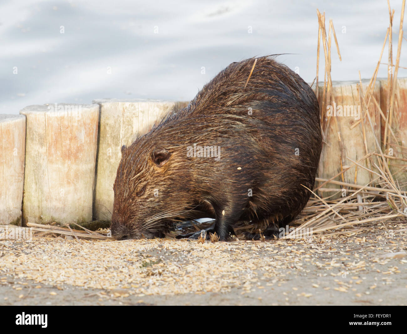 European otter Lutra lutra/Eurasian river otter, Ornithological park of ...
