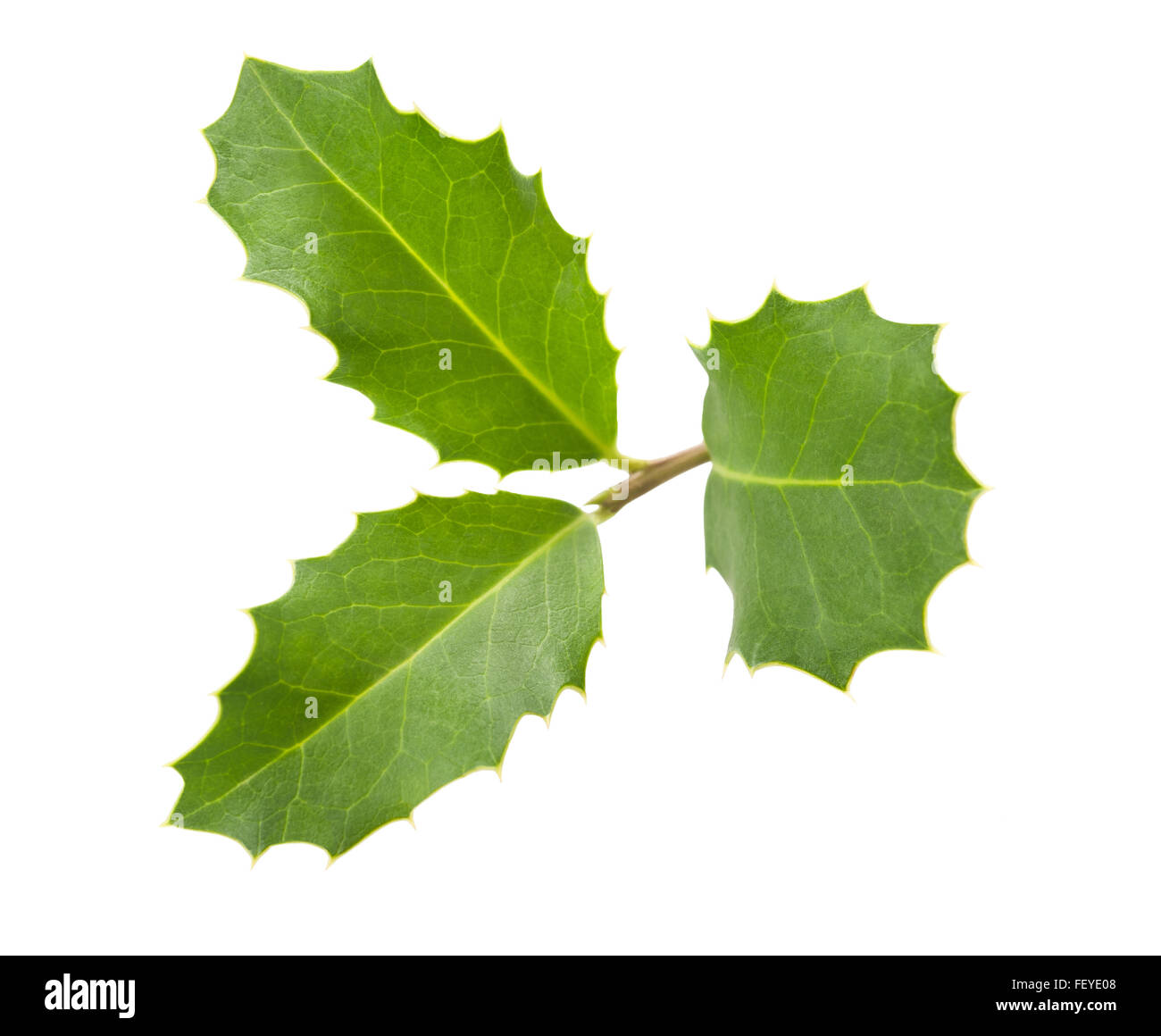 Sprig holly hi-res stock photography and images - Alamy