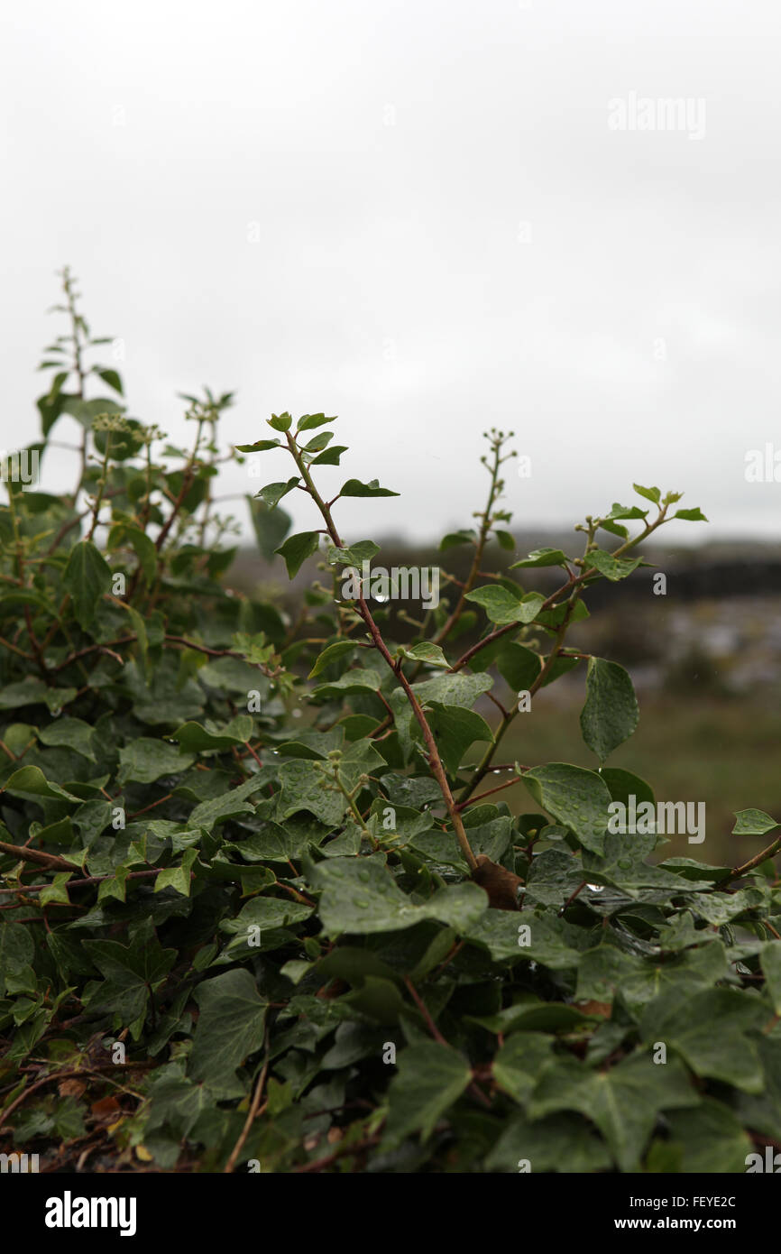 Ireland in rain hi-res stock photography and images - Alamy