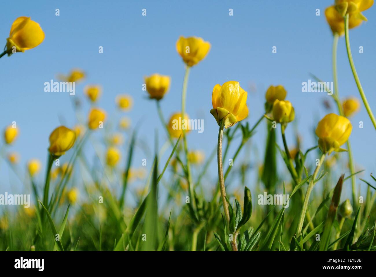 Buttercup In The Foreground High Resolution Stock Photography and ...