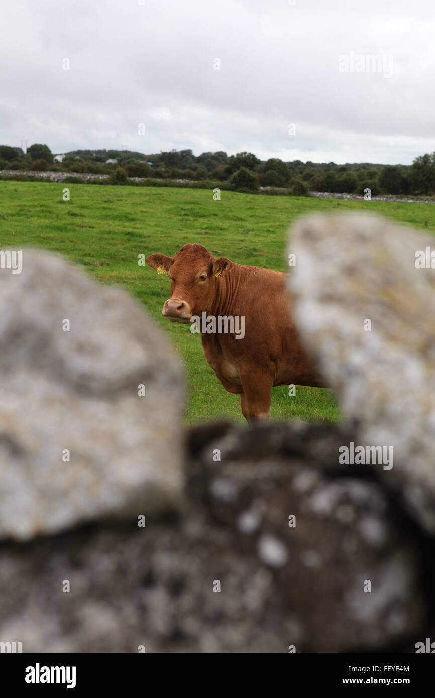 Cattle grazing in a field, County Galway,, Ireland Stock Photo - Alamy