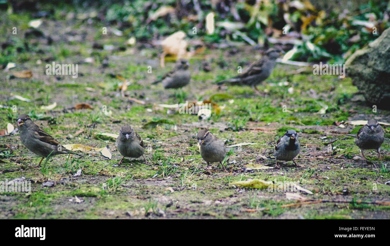 My small land hi-res stock photography and images - Alamy