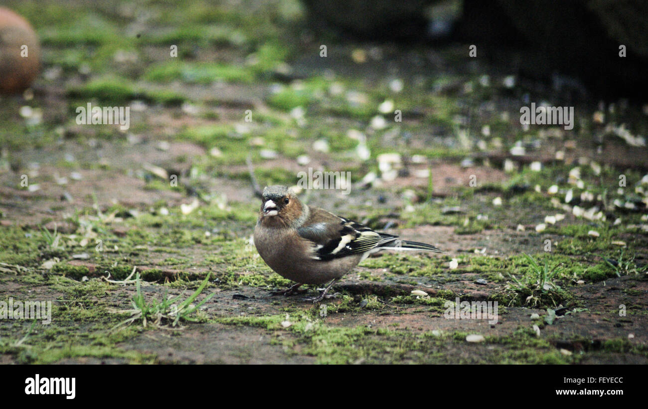 Land and animals hi-res stock photography and images - Alamy