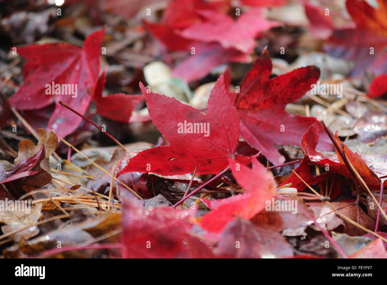 Falling red maple leaves hi-res stock photography and images - Alamy