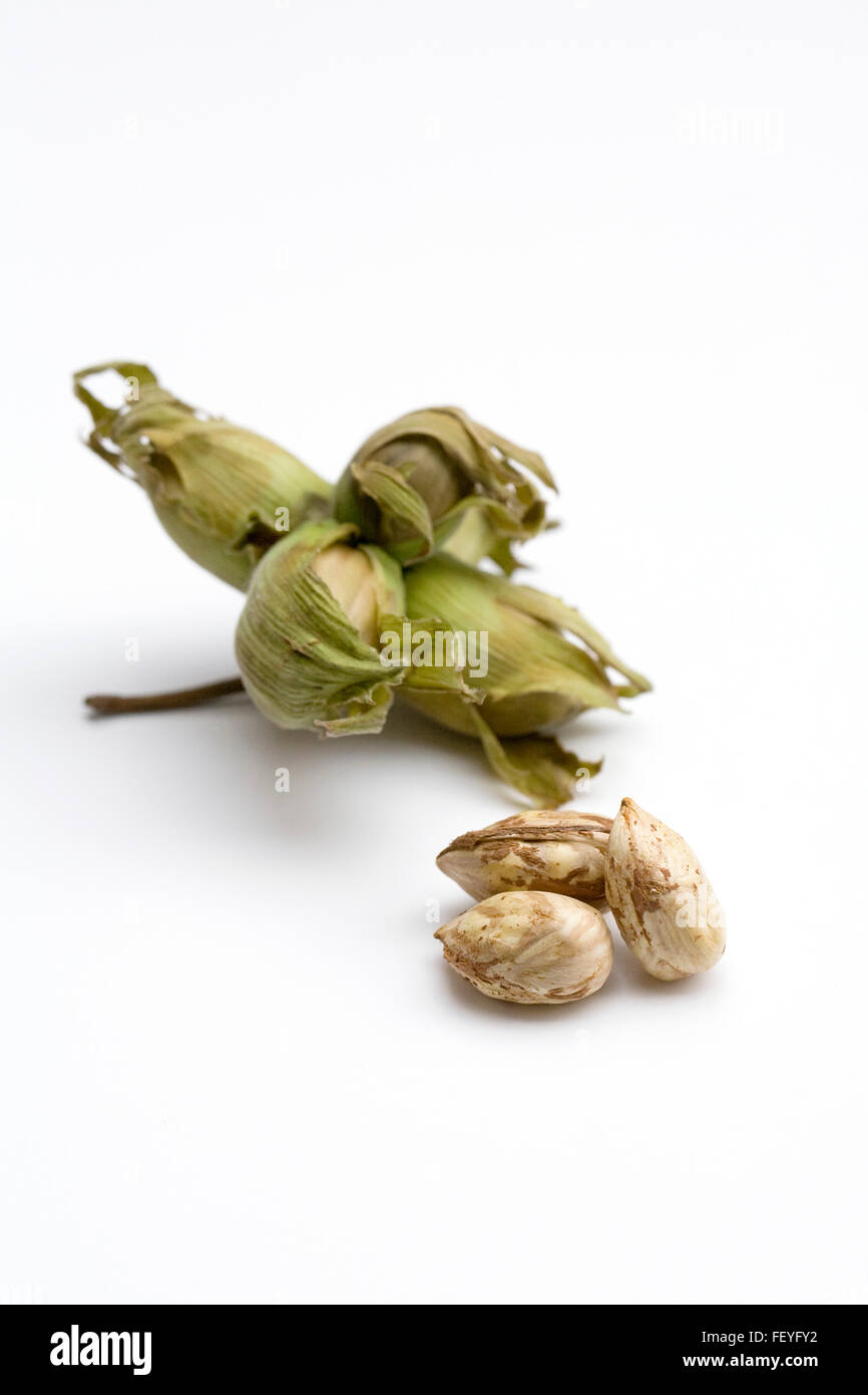 Cobnut hi-res stock photography and images - Alamy
