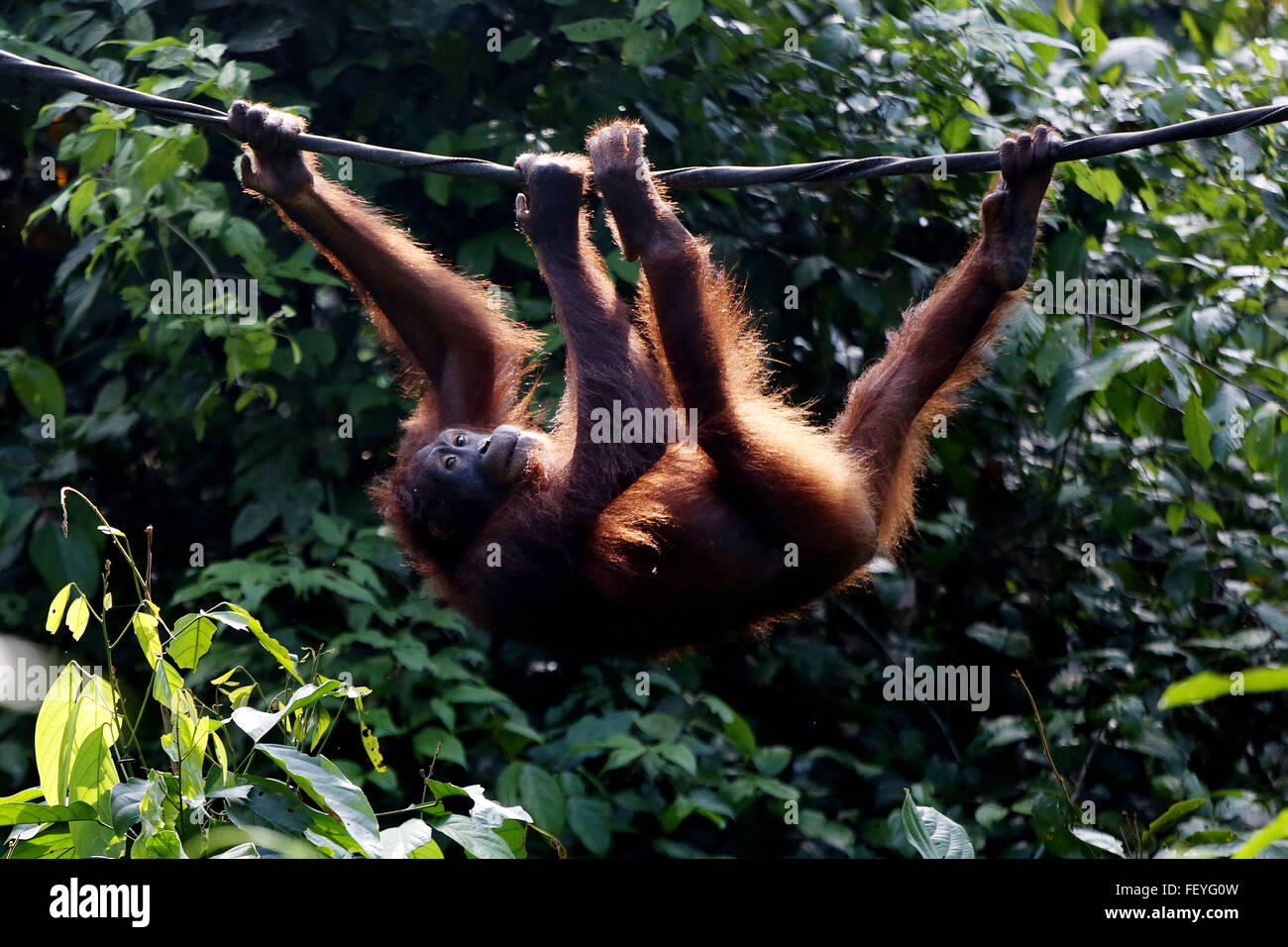 Rehabilitated orang-utans at Sepilok orang-utan sanctuary in Borneo ... Rehabilitated orang-utans at Sepilok orang-utan sanctuary in Borneo ...