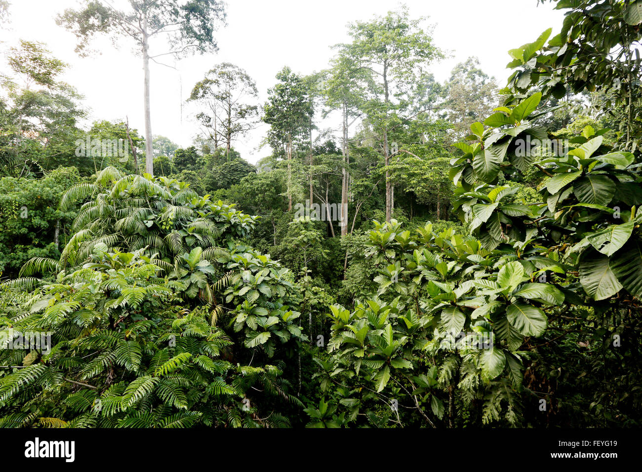Tropical forest near the at the Sepilok Rainforest Discovery center in ...