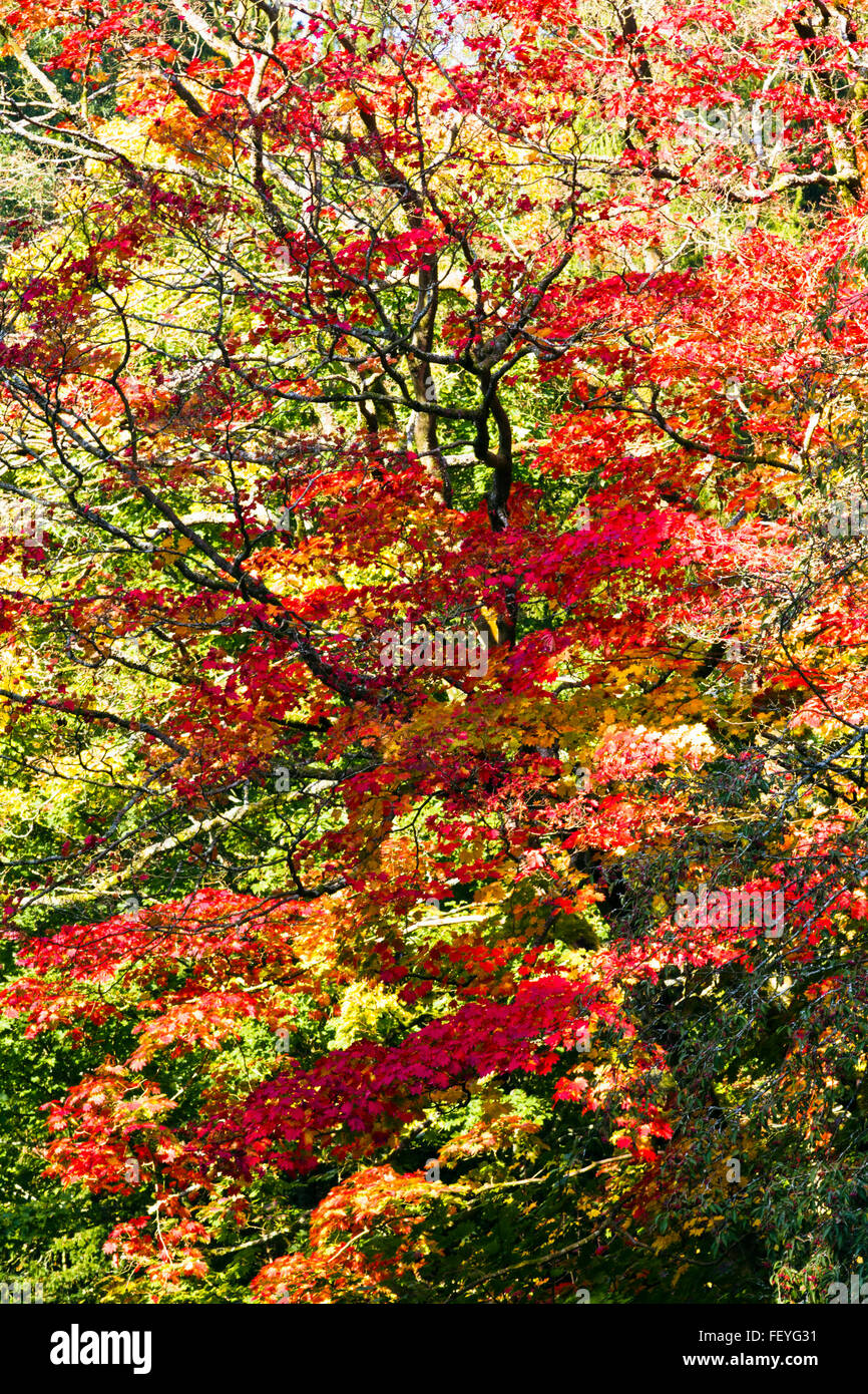 Japanese maple autumn leaves hi-res stock photography and images - Alamy