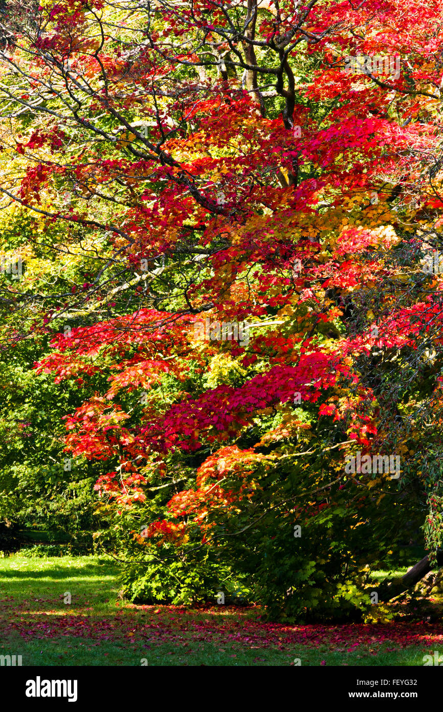 Japanese maple autumn leaves hi-res stock photography and images - Alamy