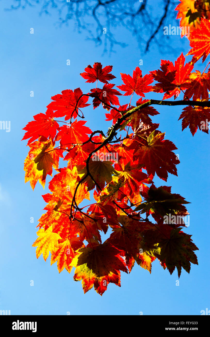 Japanese maple autumn leaves hi-res stock photography and images - Alamy