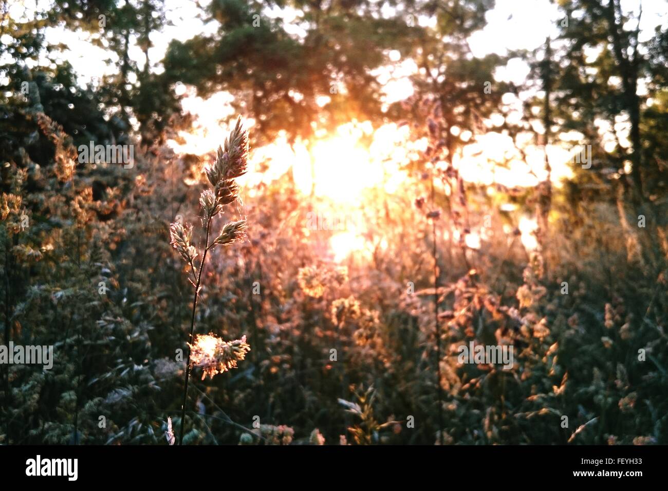 Lit up in the sun hi-res stock photography and images - Alamy