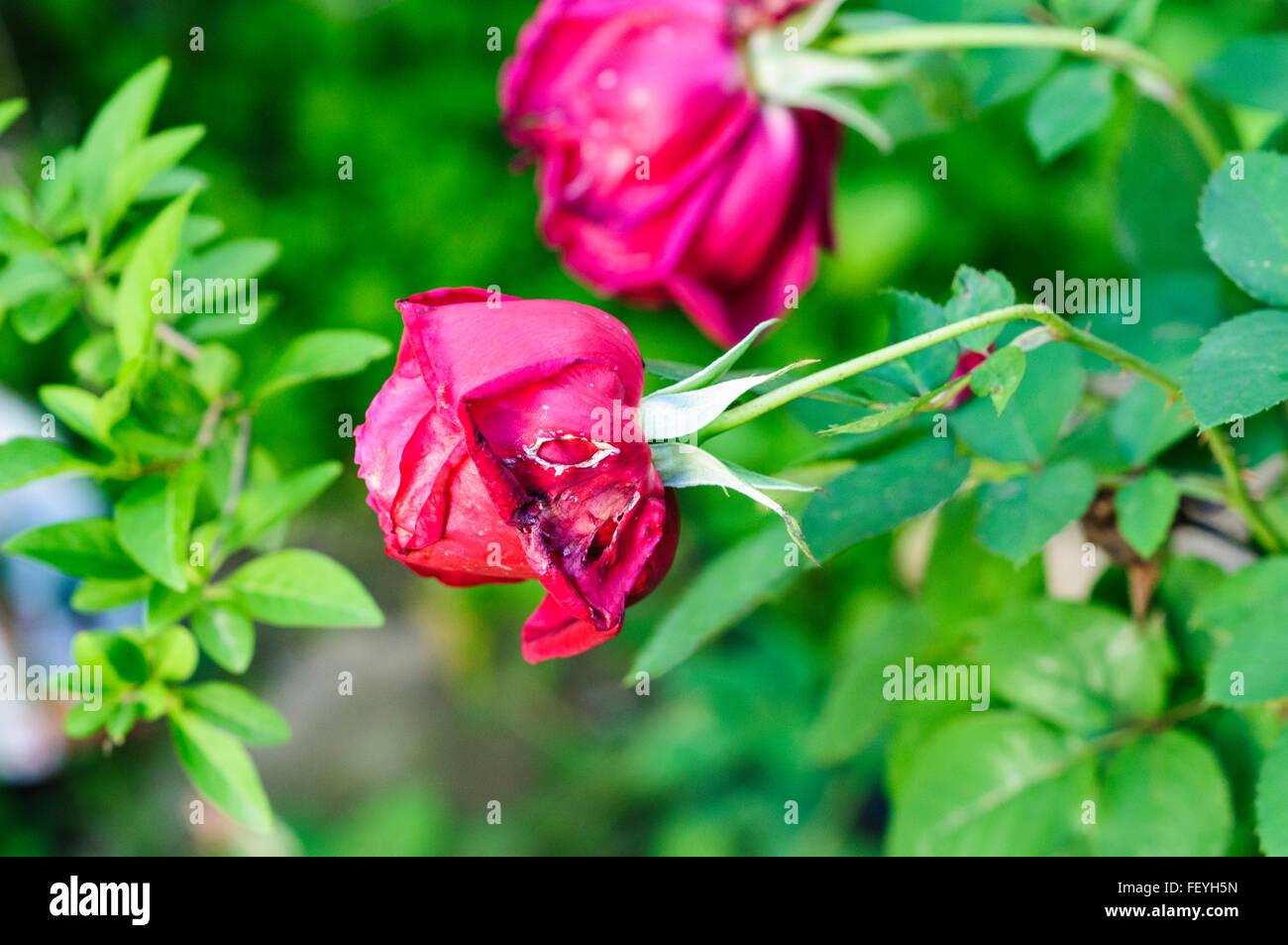 Red Rose bud Stock Photo - Alamy