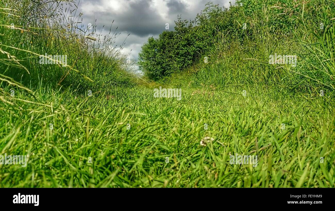 Grass field no people hi-res stock photography and images - Alamy