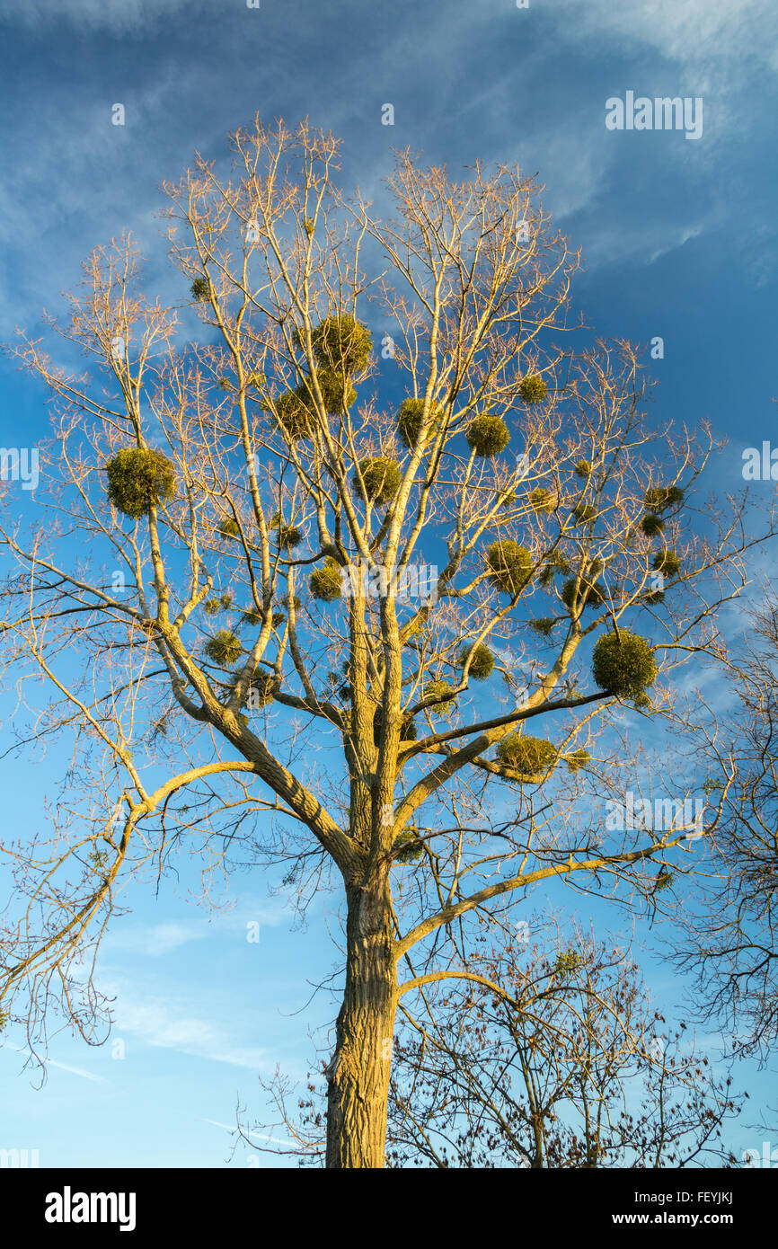 Mistletoe tree hi-res stock photography and images - Alamy