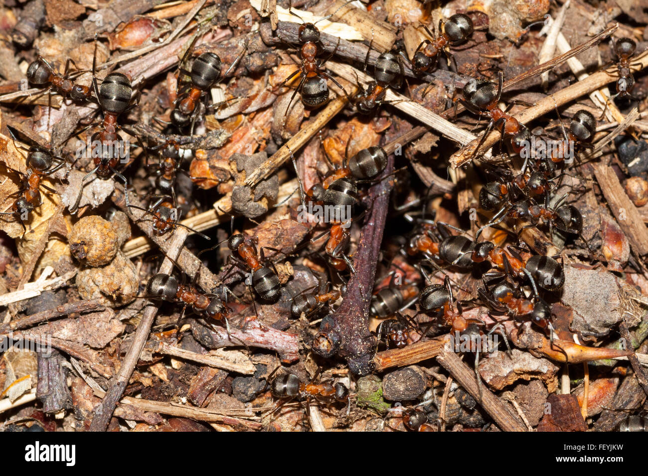 Entrance of an anthill macro hi-res stock photography and images - Alamy