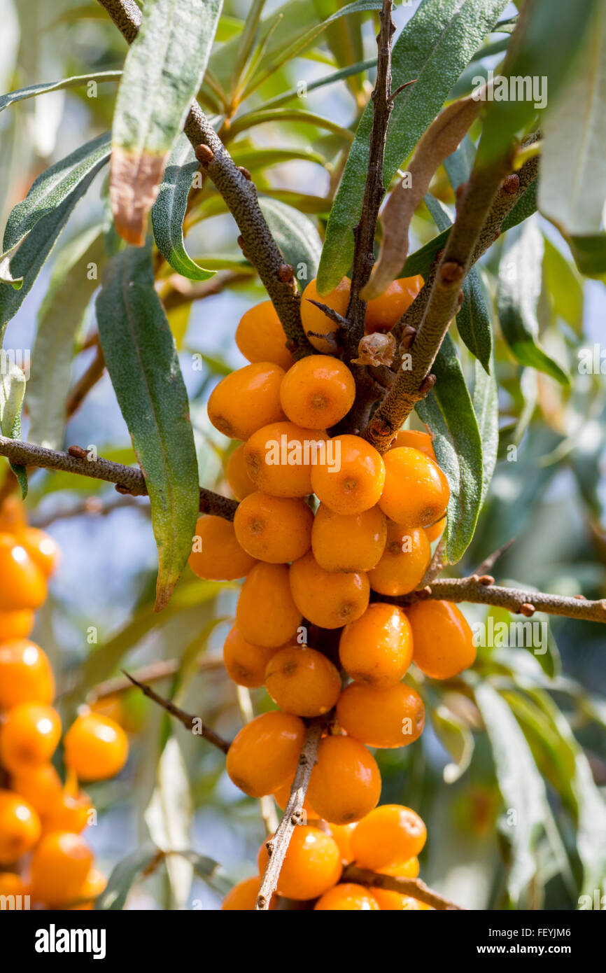 Sea-buckthorn Fruit on Shrub Branch Stock Photo - Alamy