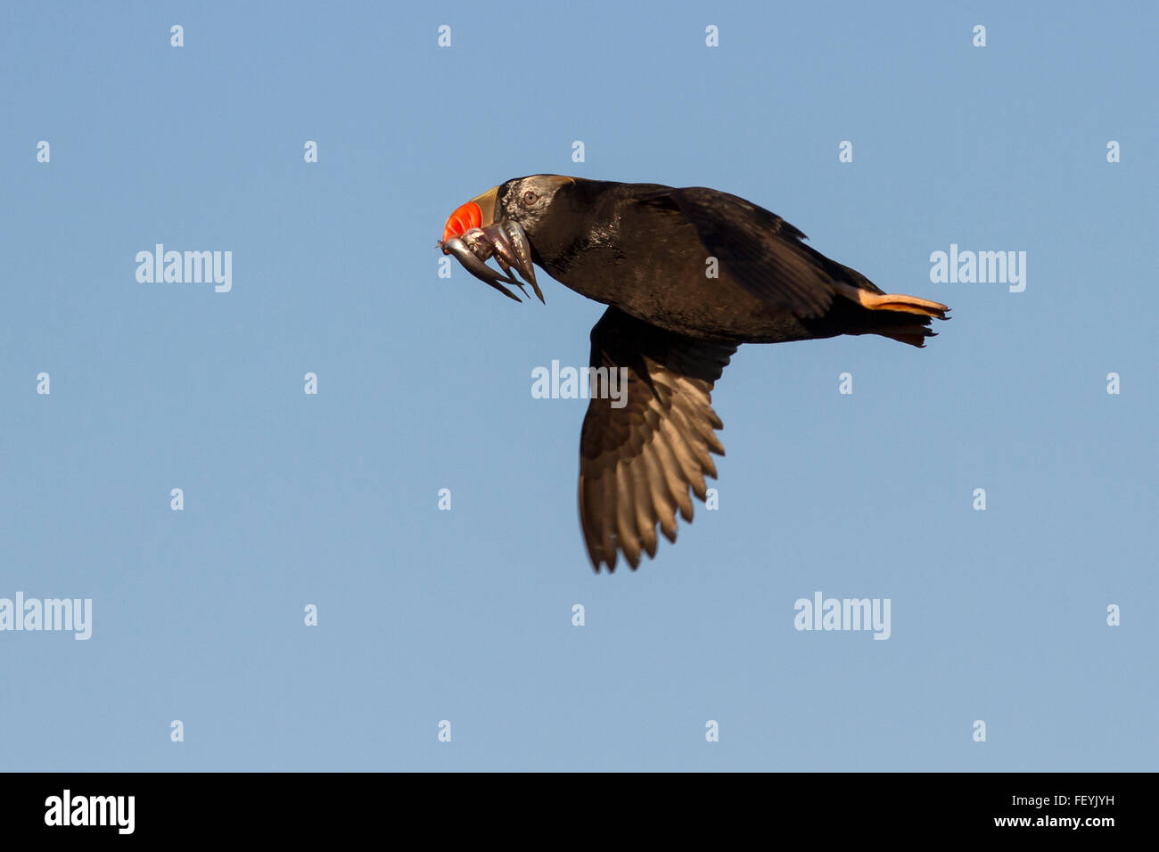 tufted puffin a transitional dress flying with a fish in its beak ...