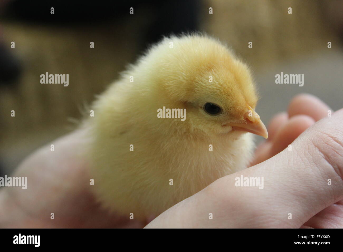 Yellow fluffy hi-res stock photography and images - Alamy