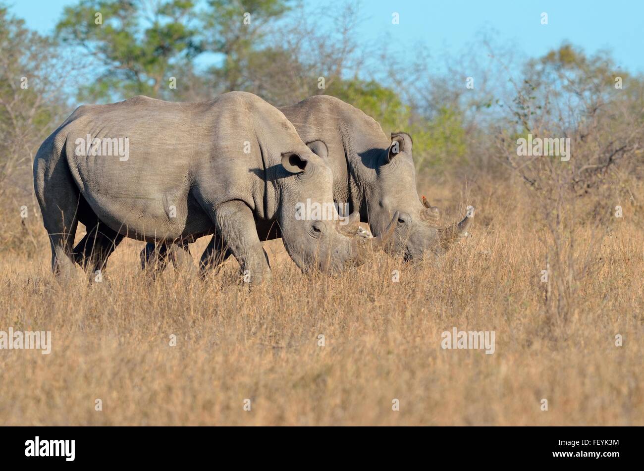Oxpecker rhino hi-res stock photography and images - Alamy