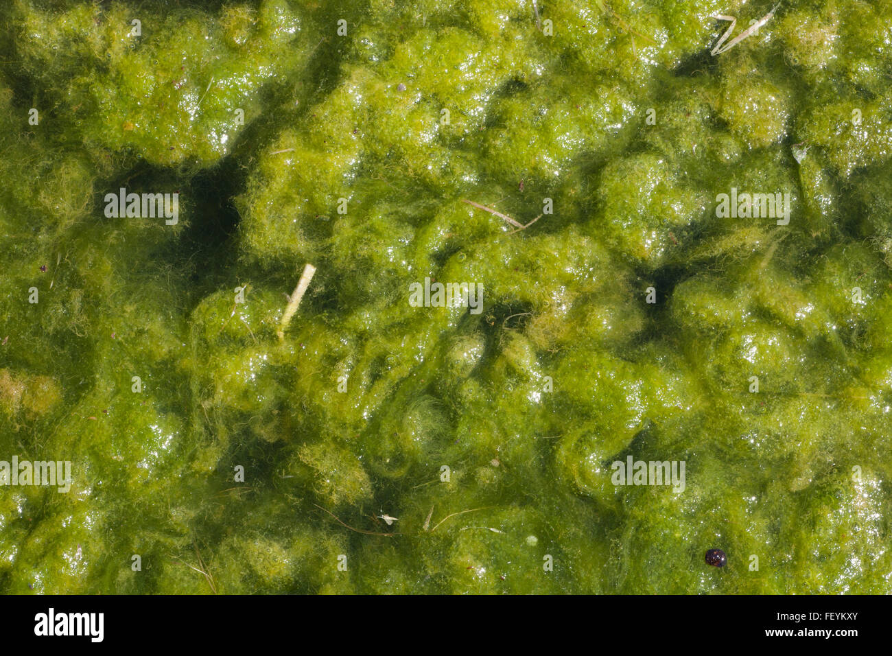 Green algae in the water - texture background Stock Photo - Alamy