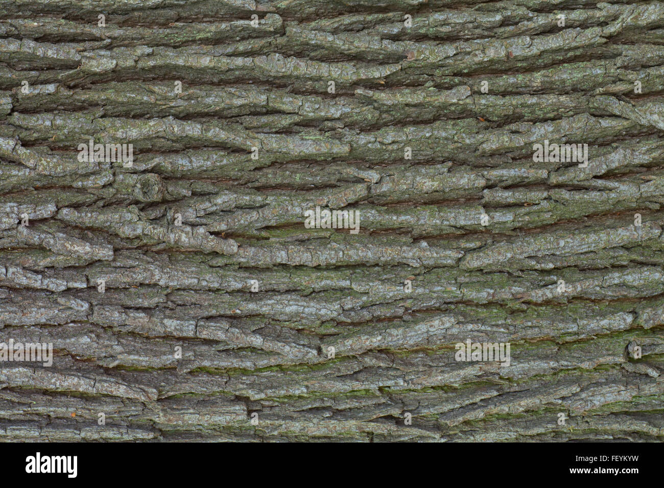Oak tree bark texture Stock Photo - Alamy
