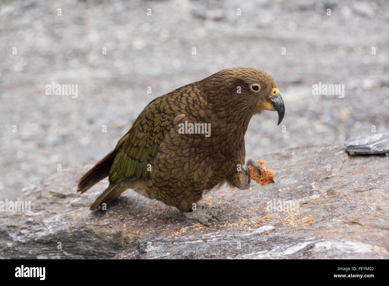 Kea eating hi-res stock photography and images - Alamy