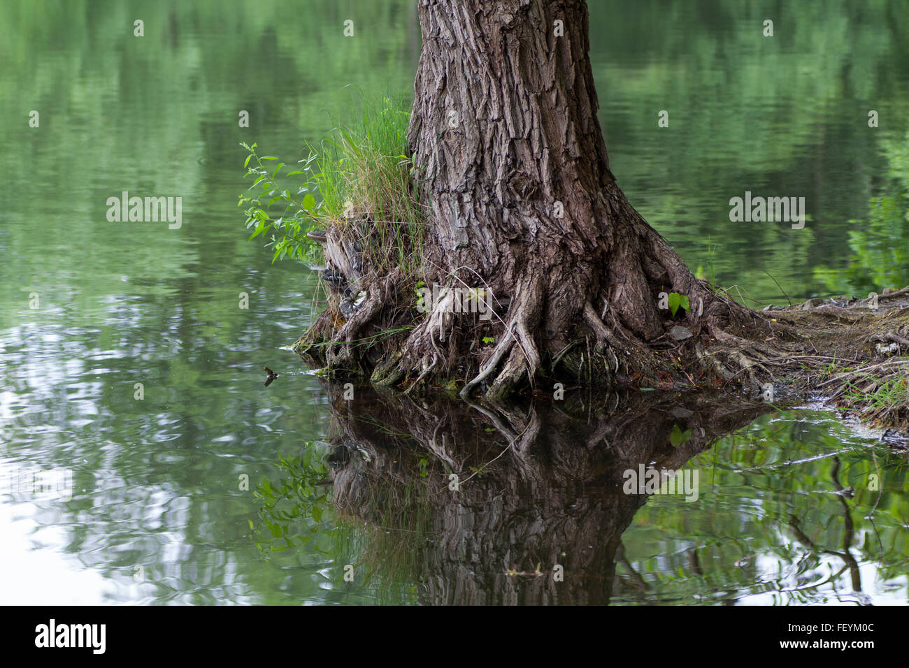 Tree trunk reflected in green water (growing from the water Stock Photo ...