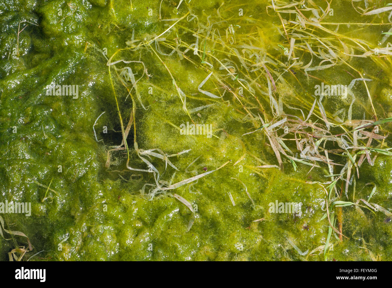 Green algae in the water - texture background Stock Photo - Alamy