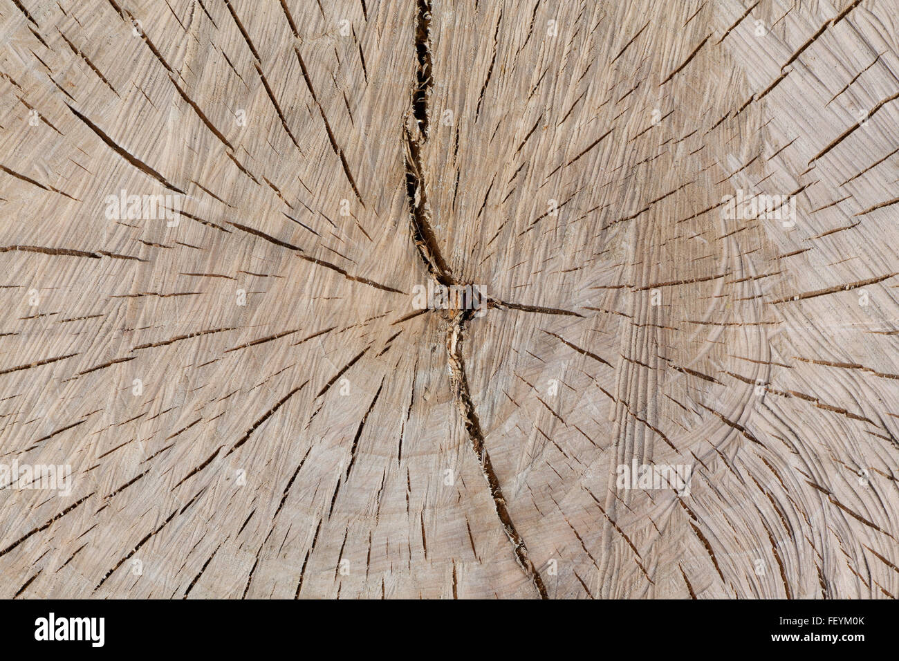 Cracked timber trunk profile center (section) - background texture ...