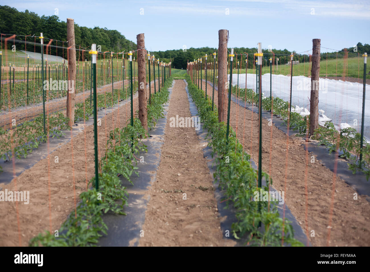 Crops growing on farm hi-res stock photography and images - Alamy