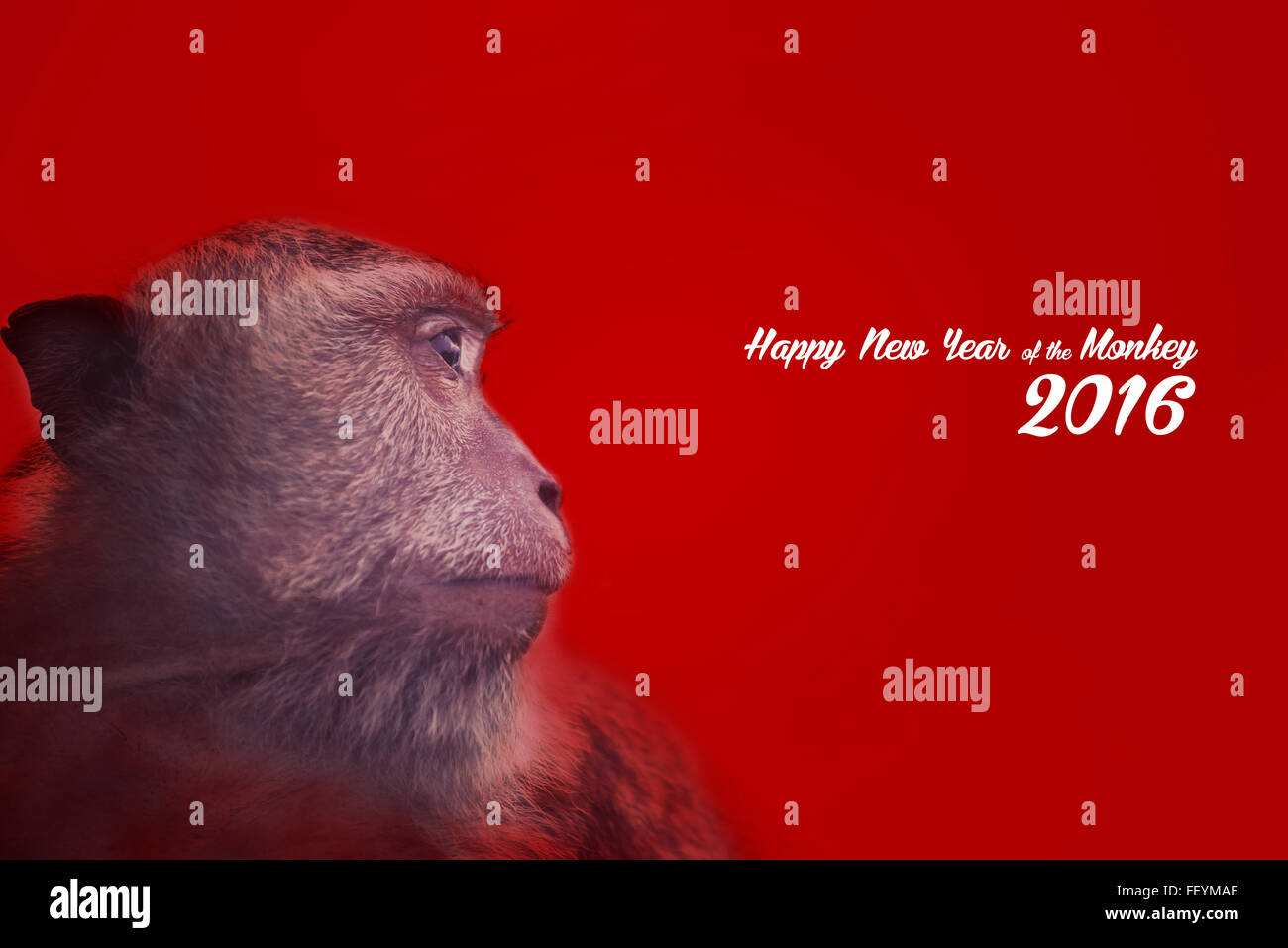 Chinese new year of the monkey design with wild ape photography and ...