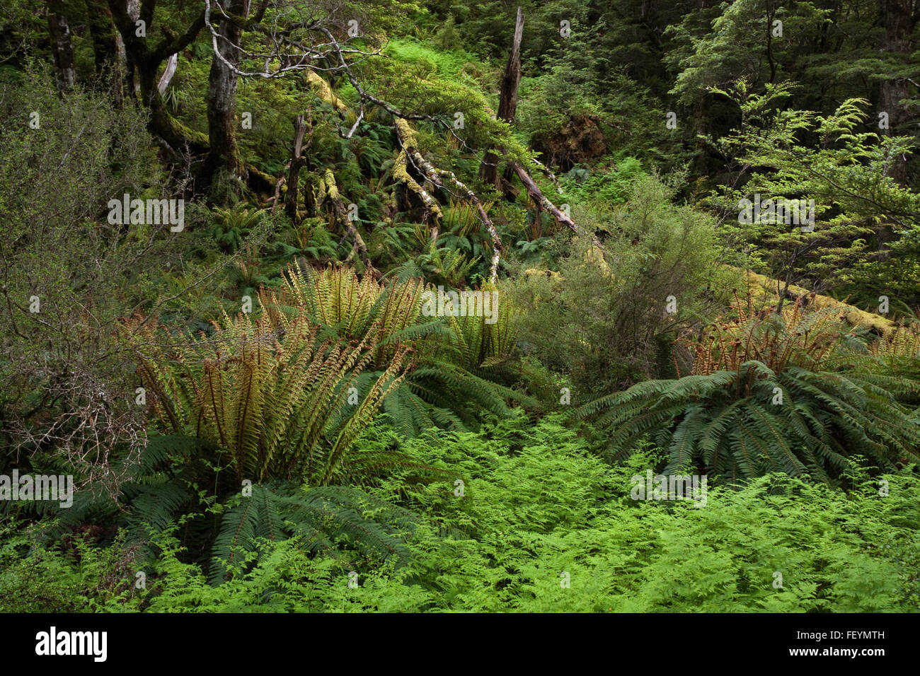 Ancient Forest - Green forest landscape with ferns and lichens Stock ...