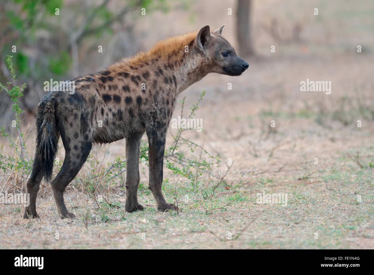 Side view spotted hyena standing hi-res stock photography and images ...