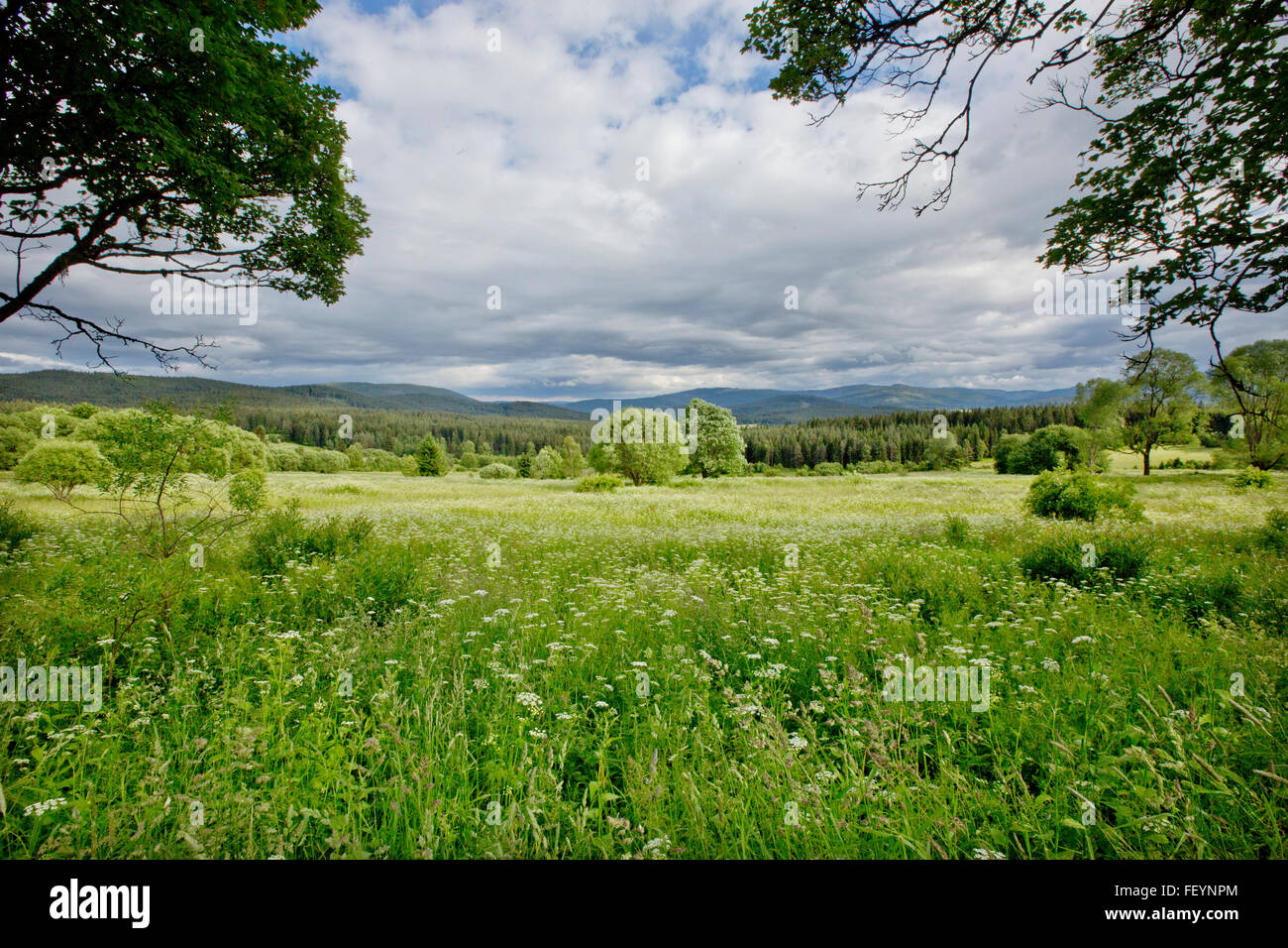 Bohemian forest hi-res stock photography and images - Alamy