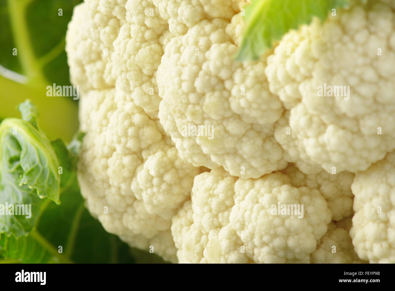 detail of raw cauliflower head Stock Photo - Alamy