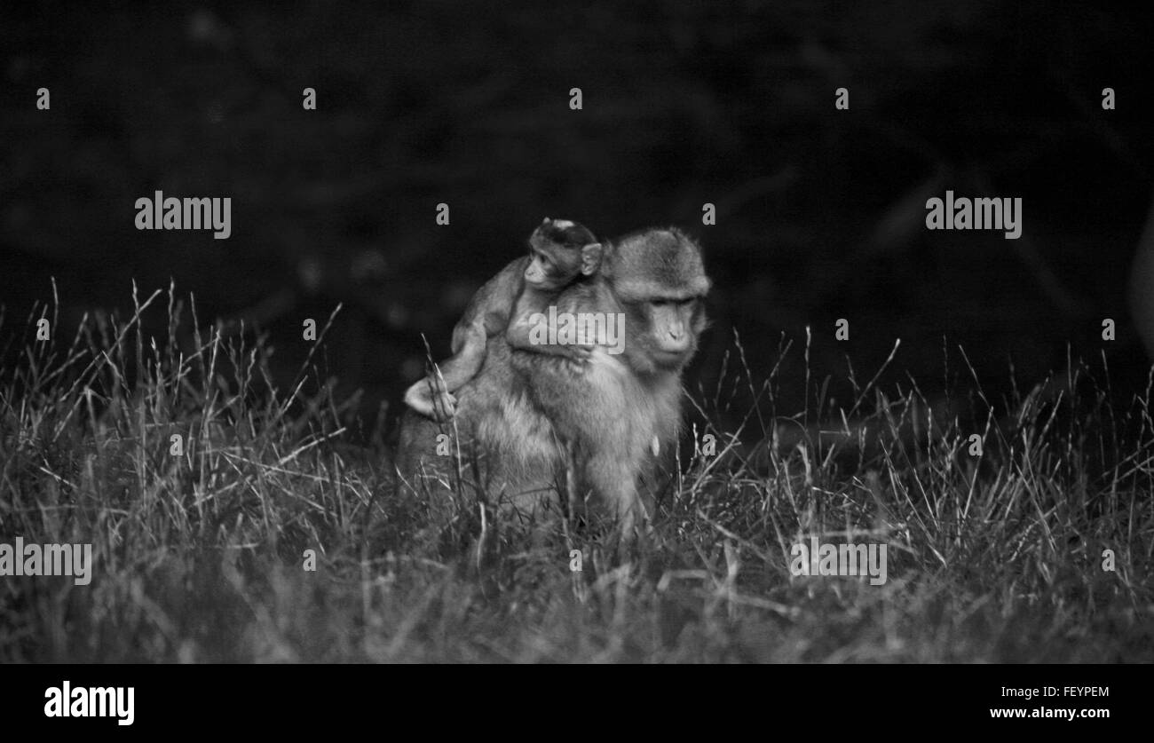 baby monkey, black and white photography, creature, wildlife, mother ...