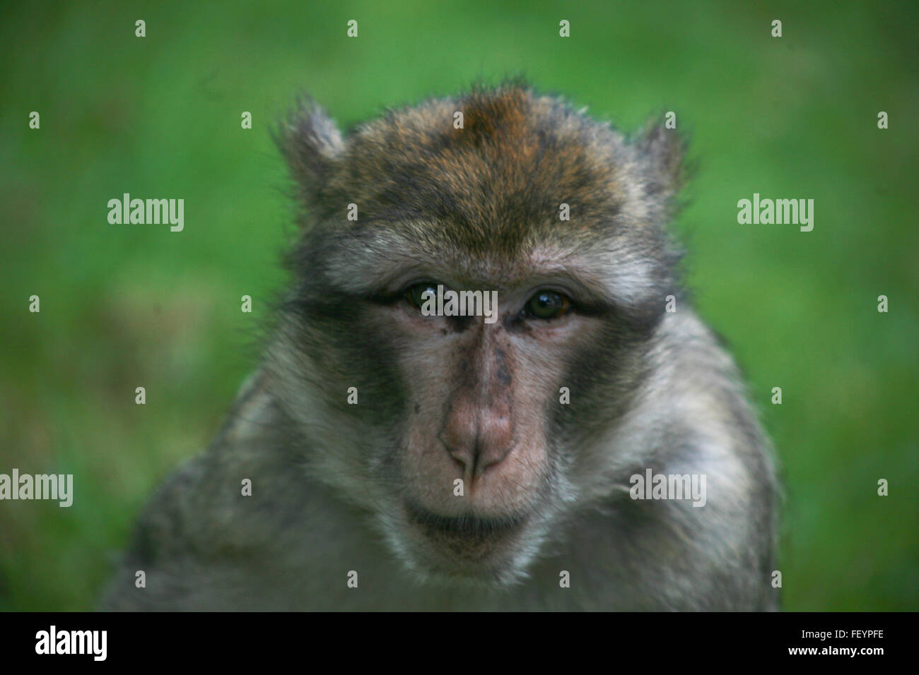 monkey eating, color, monkey in tree, monkey in nature, young monkey ...
