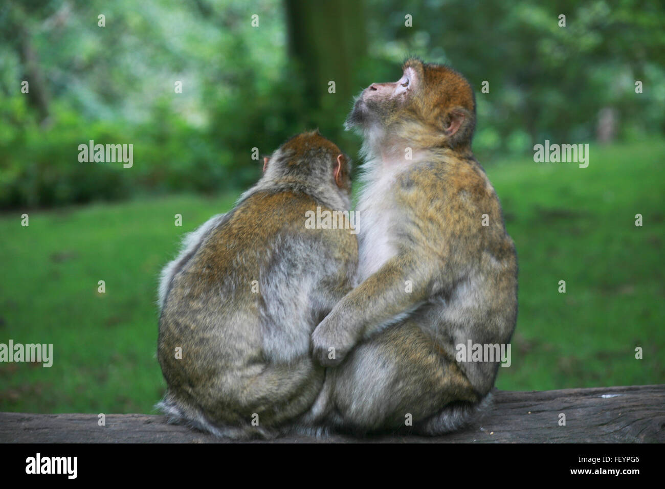 safari, monkey baby, color, monkeys in the wild, monkey mother and baby ...