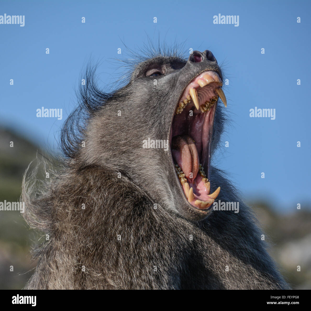 Baboon Teeth High Resolution Stock Photography and Images - Alamy
