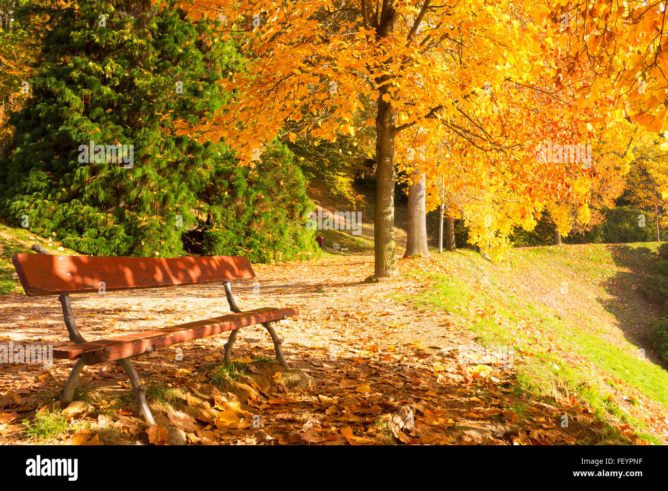 Autumn scene with trees and leaves of beautiful colors Stock Photo - Alamy