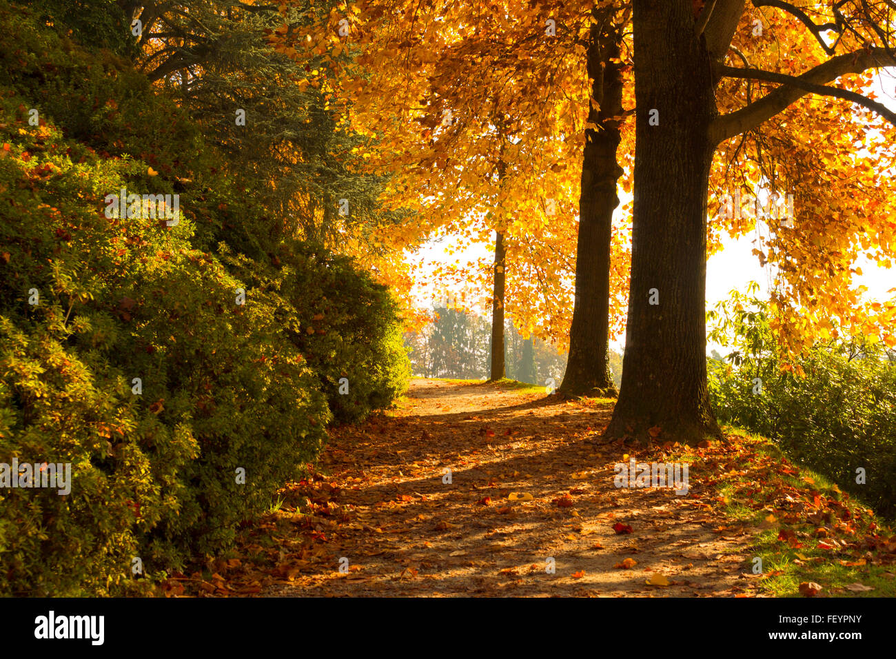 Autumn scene with trees and leaves of beautiful colors Stock Photo - Alamy